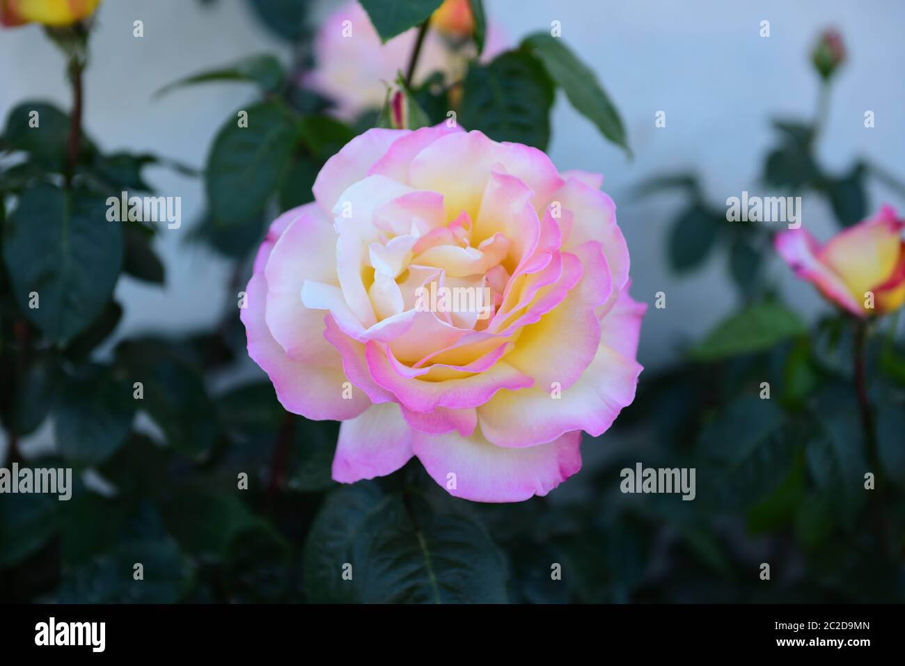 Rose blossom photographed on Crete Stock Photo - Alamy
