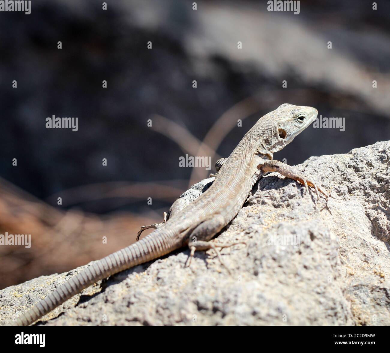 detail of a lizard in the sun on a stone Stock Photo - Alamy