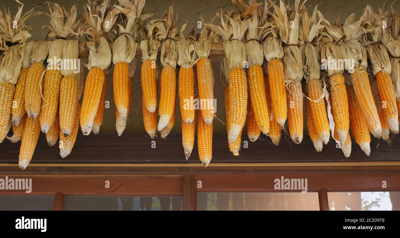 Dry corn handing up at outdoor Stock Photo - Alamy