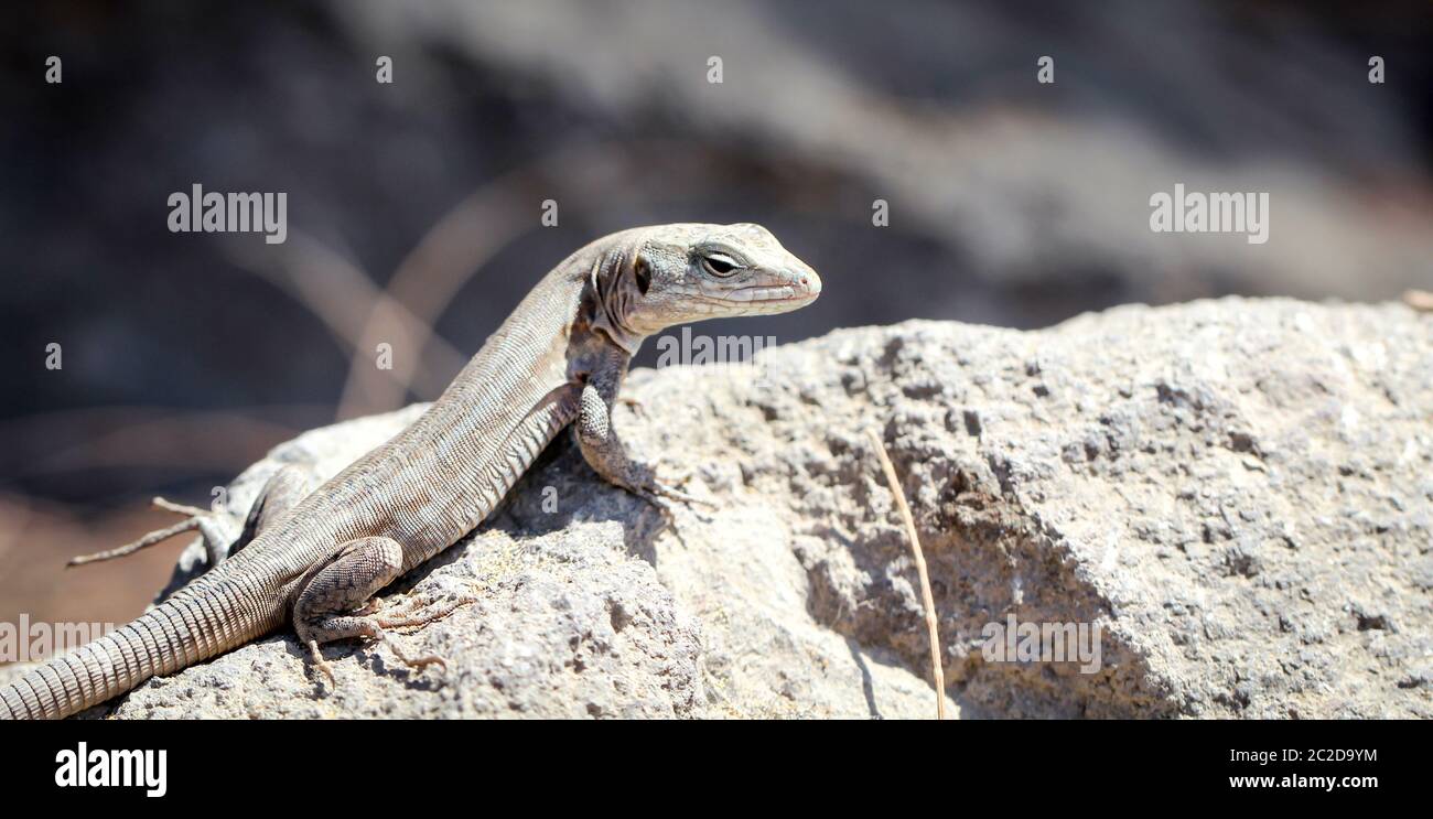 detail of a lizard in the sun on a stone Stock Photo - Alamy