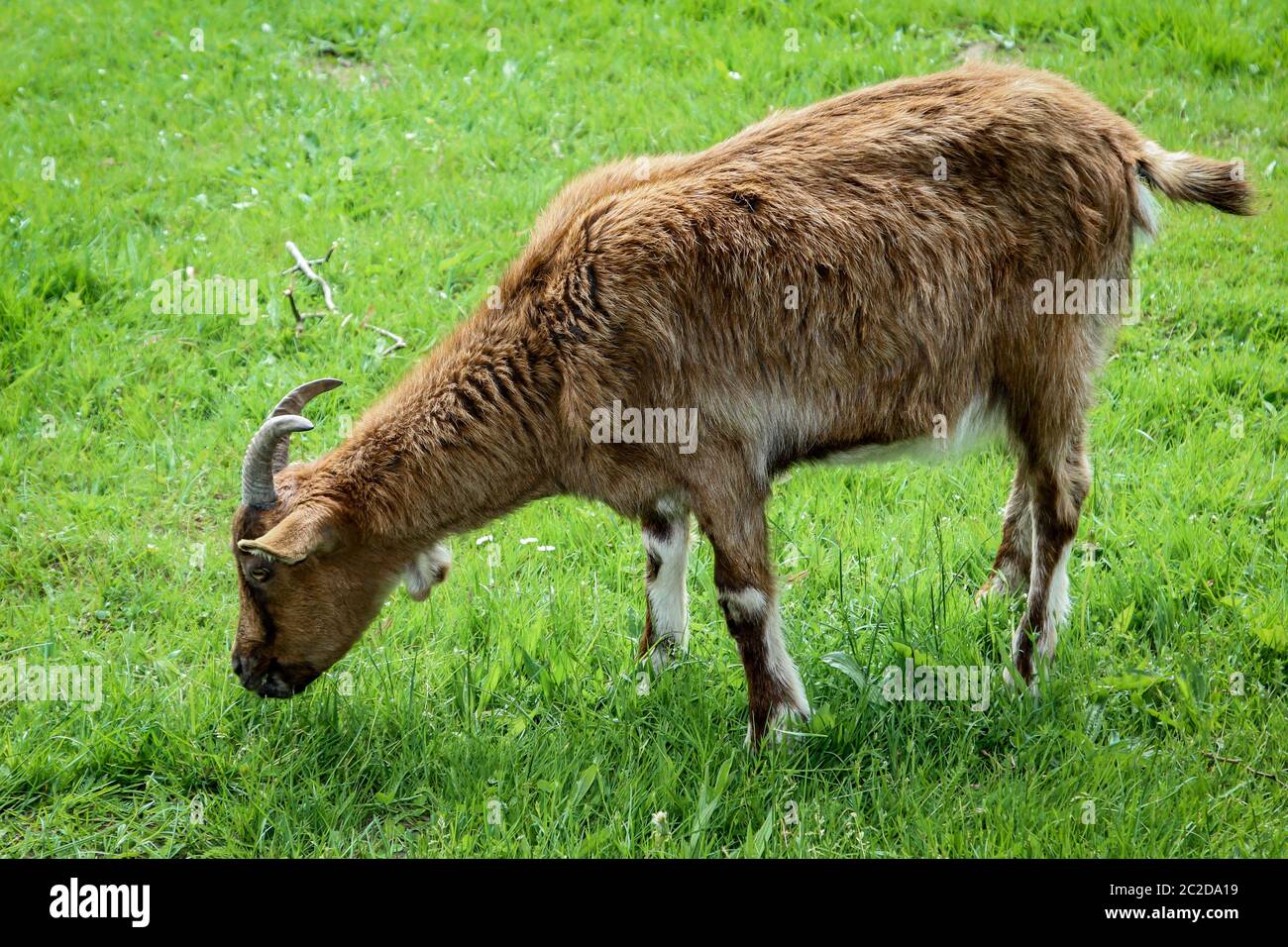 a goat in the gate of a farm Stock Photo - Alamy