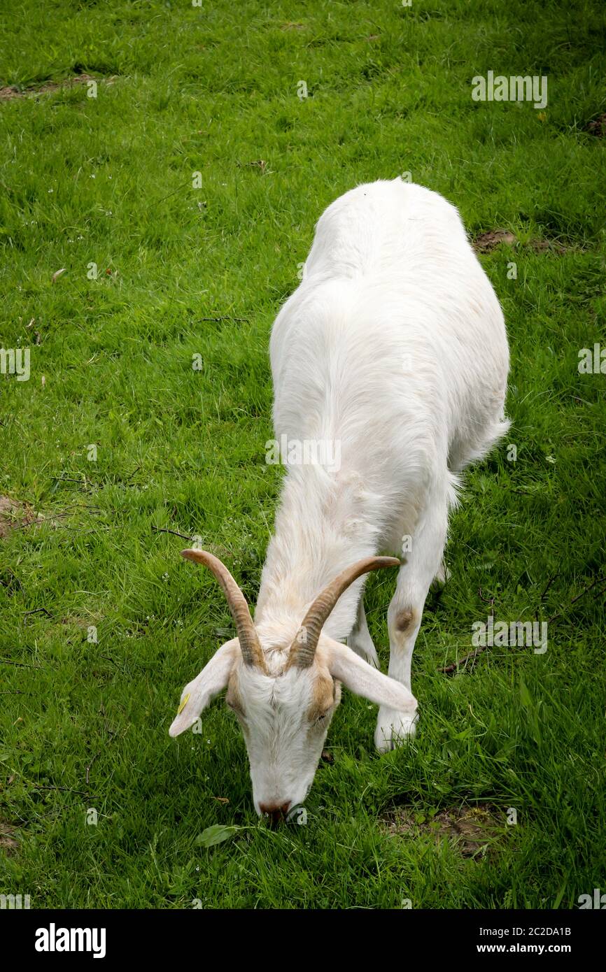 a goat in the gate of a farm Stock Photo - Alamy