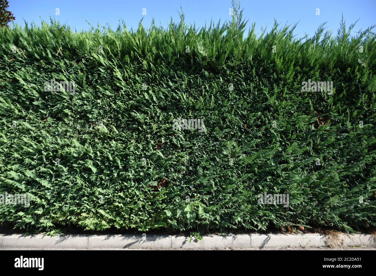 Evergreen border hi-res stock photography and images - Alamy
