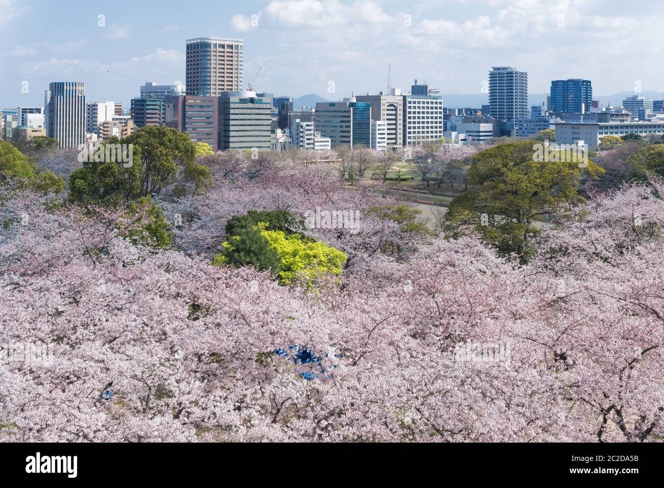 The ruins of Fukuoka Castle are located in the middle of the city in ...