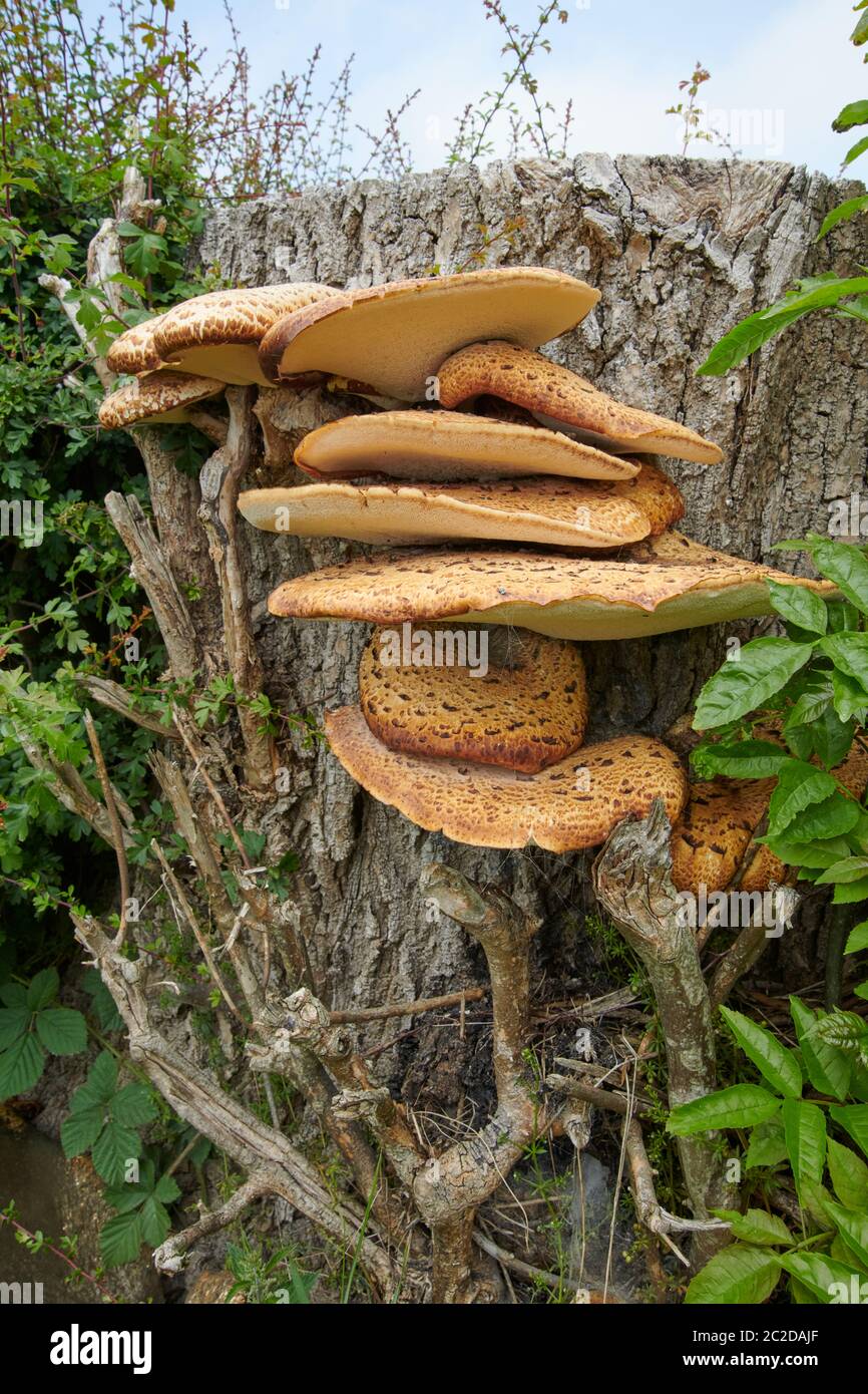 Bracket fungus (Ganoderma applanatum) Also known as Artists Bracket or ...