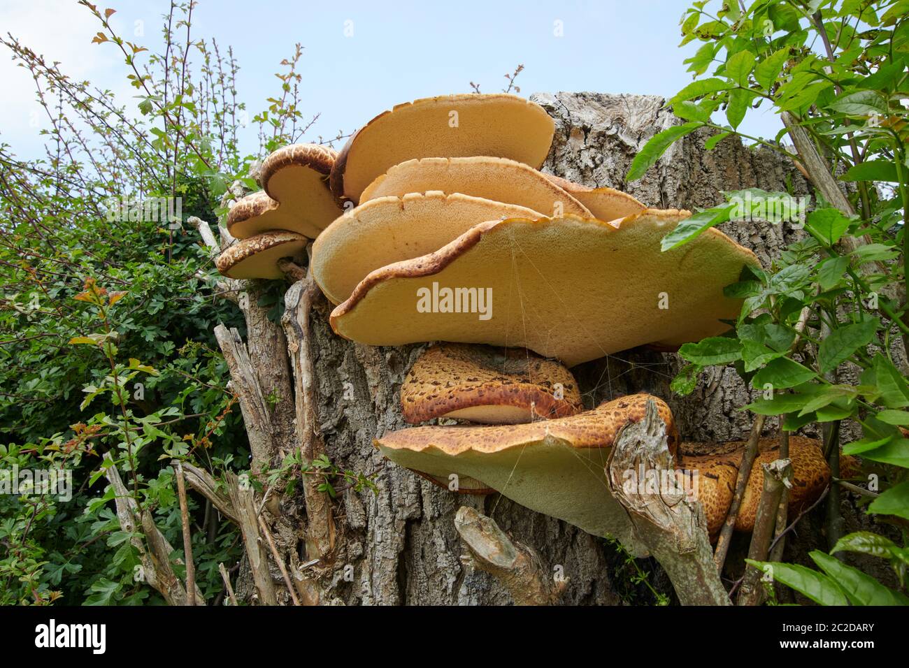 Bracket fungus (Ganoderma applanatum) Also known as Artists Bracket or ...