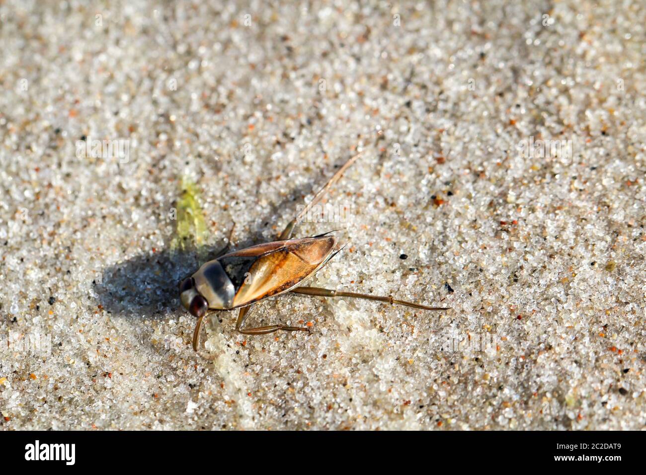 Beetles in a variety of colors and shapes are insects that enrich our ...
