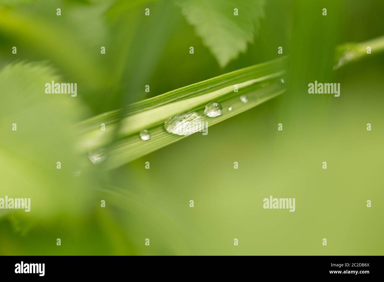 Drop of dew on leaf with sun light Stock Photo - Alamy