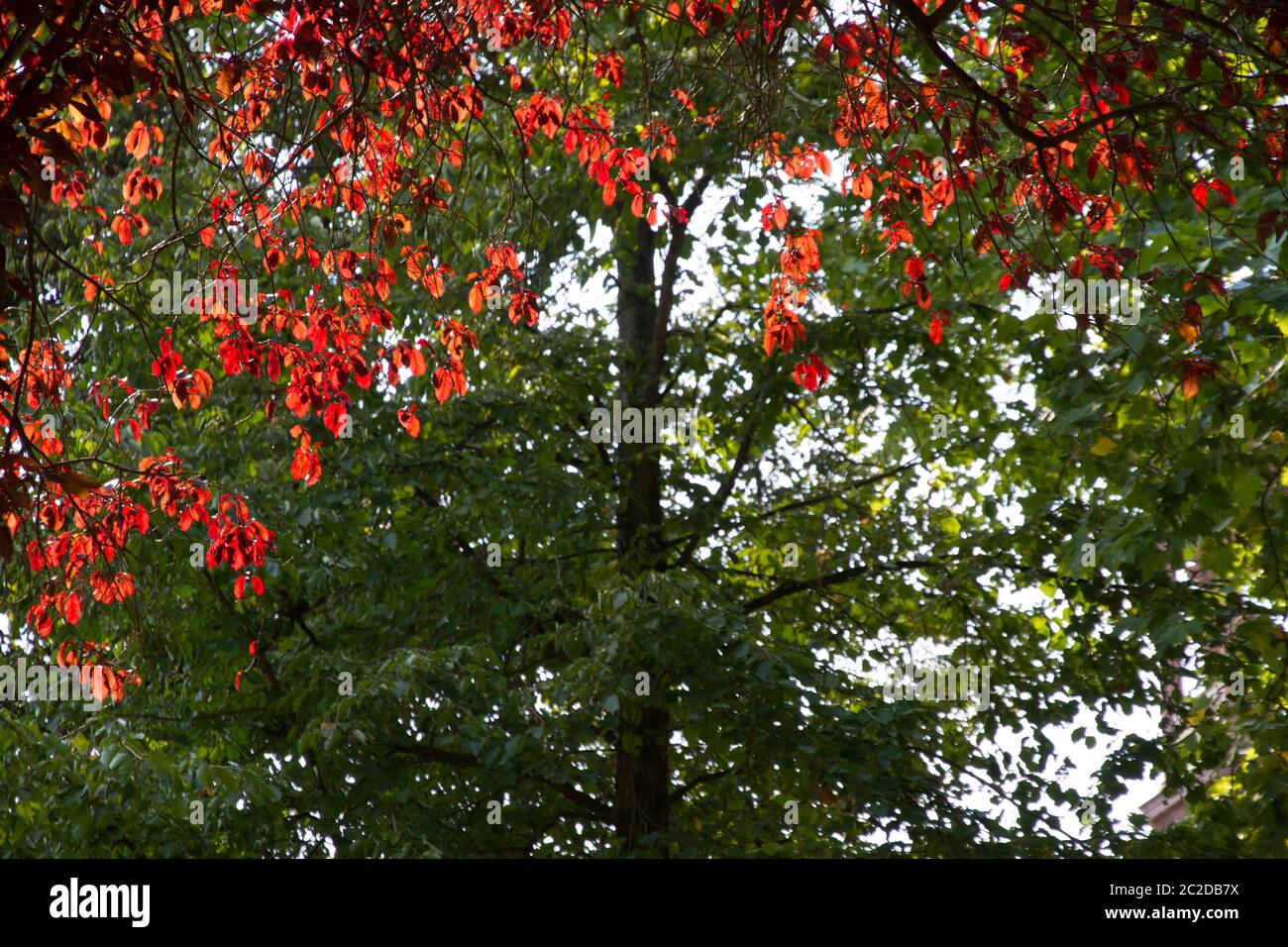 Tree trunk red leaf hi-res stock photography and images - Alamy