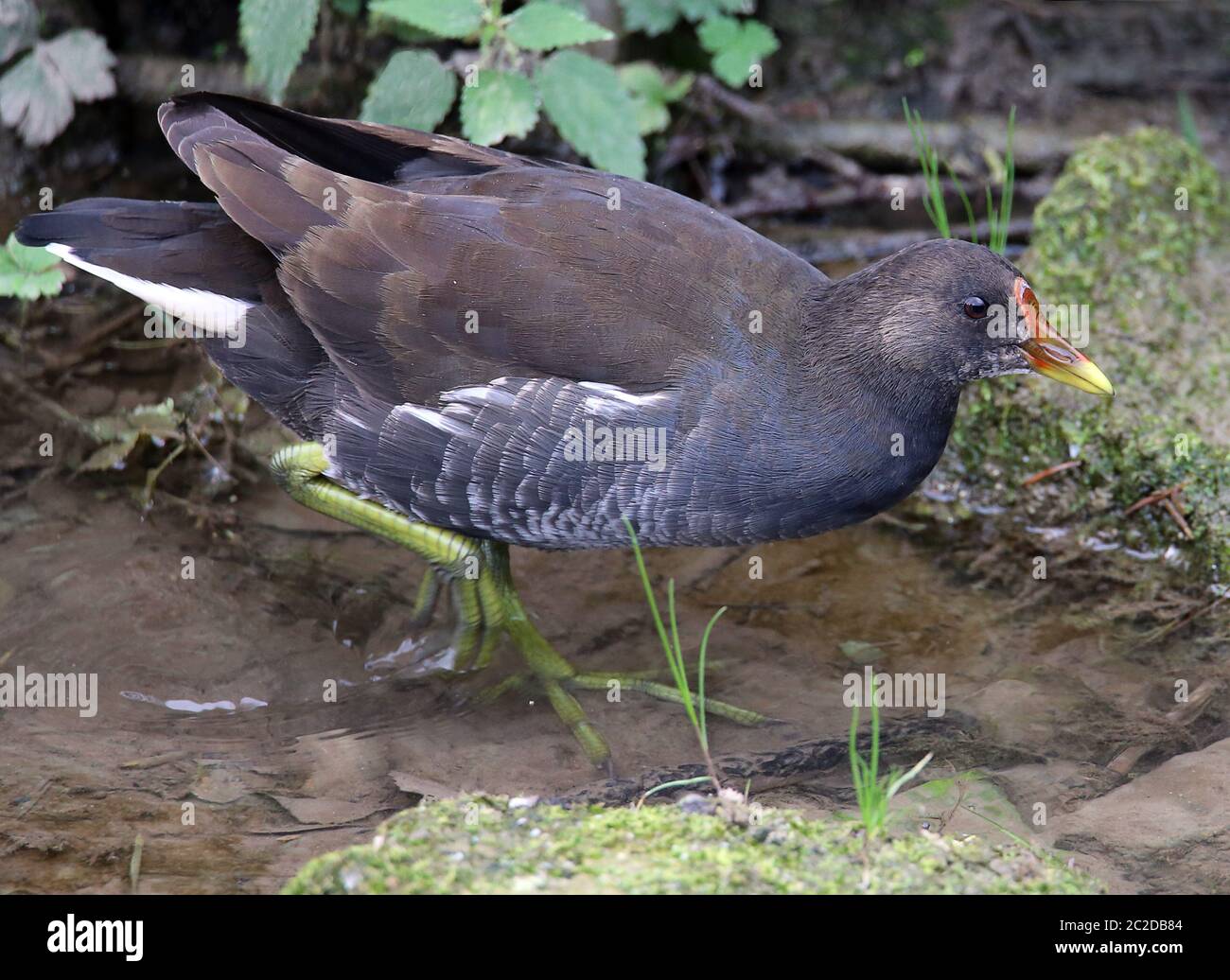 Pond rail Gallinula chloropus from the Leimbach in Wiesloch Stock Photo ...