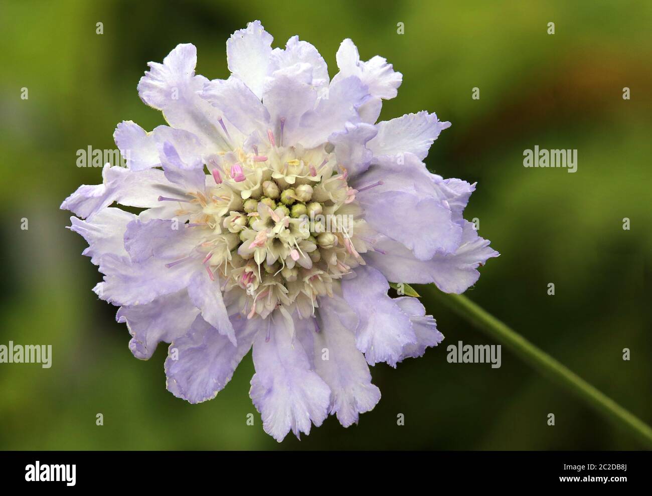 Macro Caucasian widow flower Scabiosa caucasia Stock Photo - Alamy