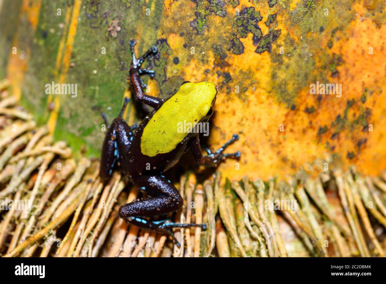 endemic frog Climbing Mantella (Mantella laevigata), species of small ...