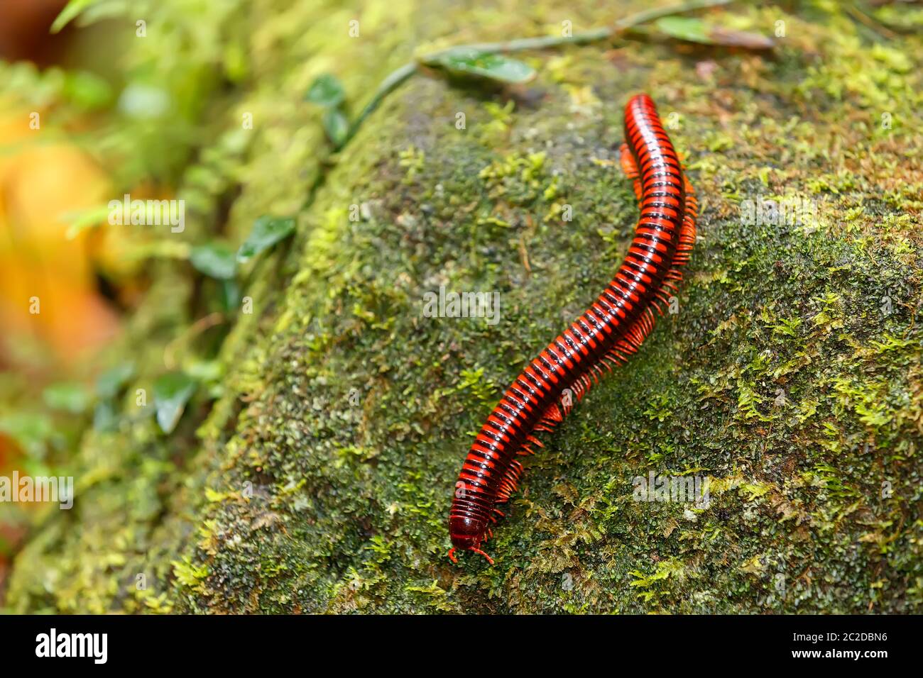 Rainforest millipede. Madagascan Fire Millipede, pres. Aphistogoniulus ...