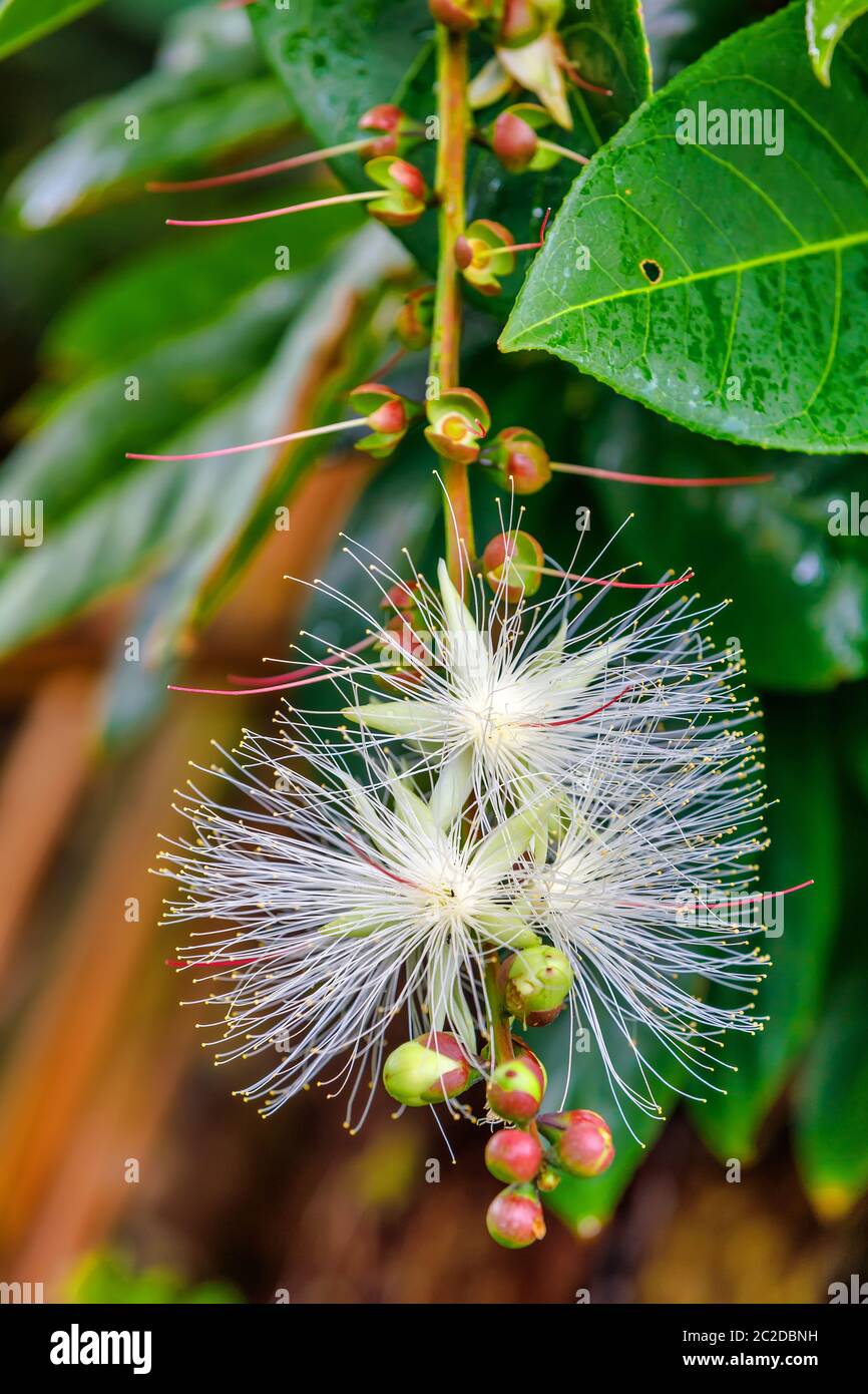 Thilachium angustifolium Wild Chroma flower Madagascar, Ankarafantsika ...
