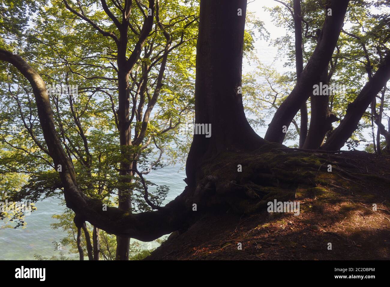 Panorama with trees on the high shore of the Baltic Sea Stock Photo - Alamy