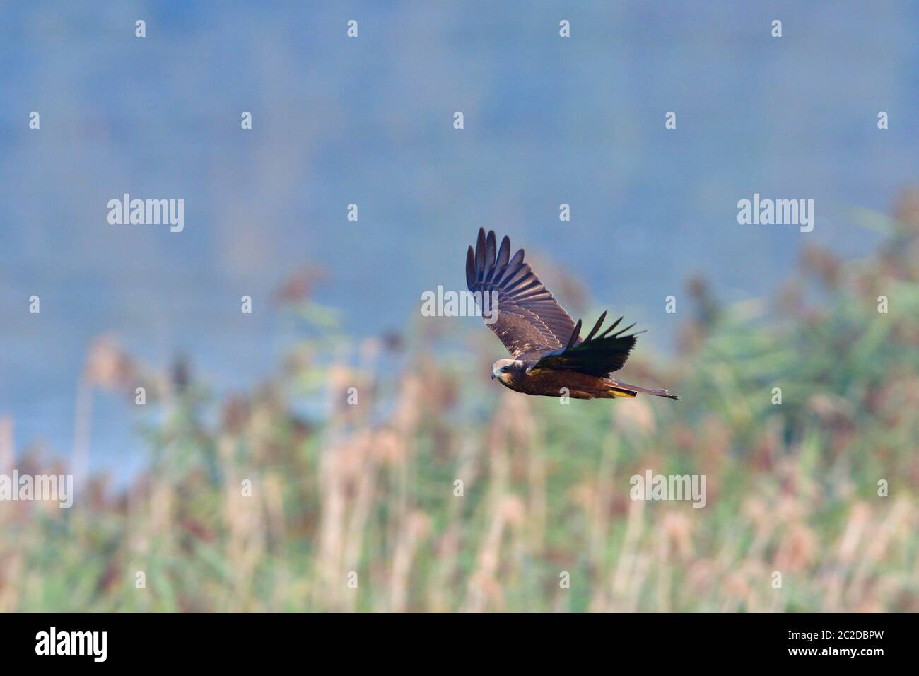 Female Western marsh harrier in flight Stock Photo - Alamy