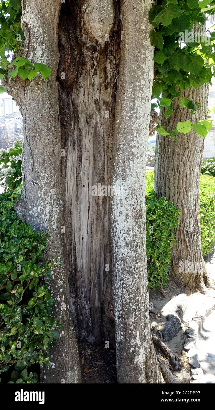 The hollowed out trunk of a very old tree Stock Photo - Alamy