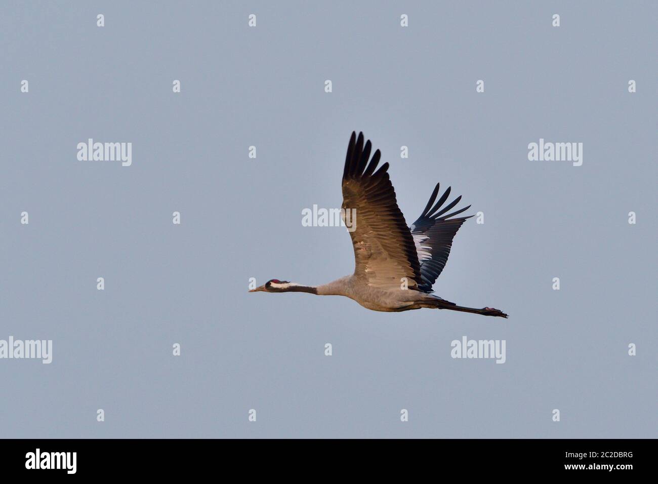 Grey cranes grus autumn hi-res stock photography and images - Alamy