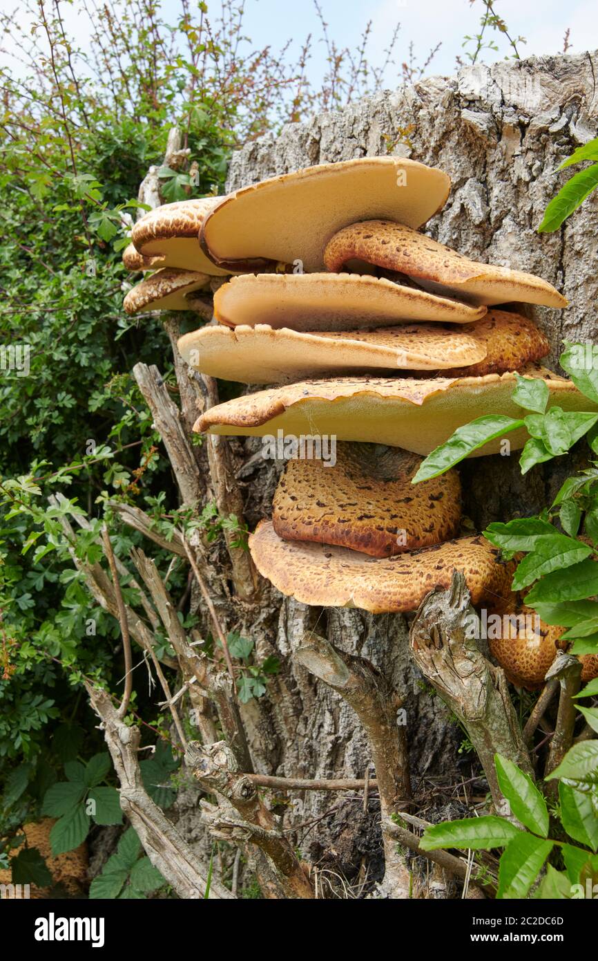 Bracket fungus (Ganoderma applanatum) Also known as Artists Bracket or ...