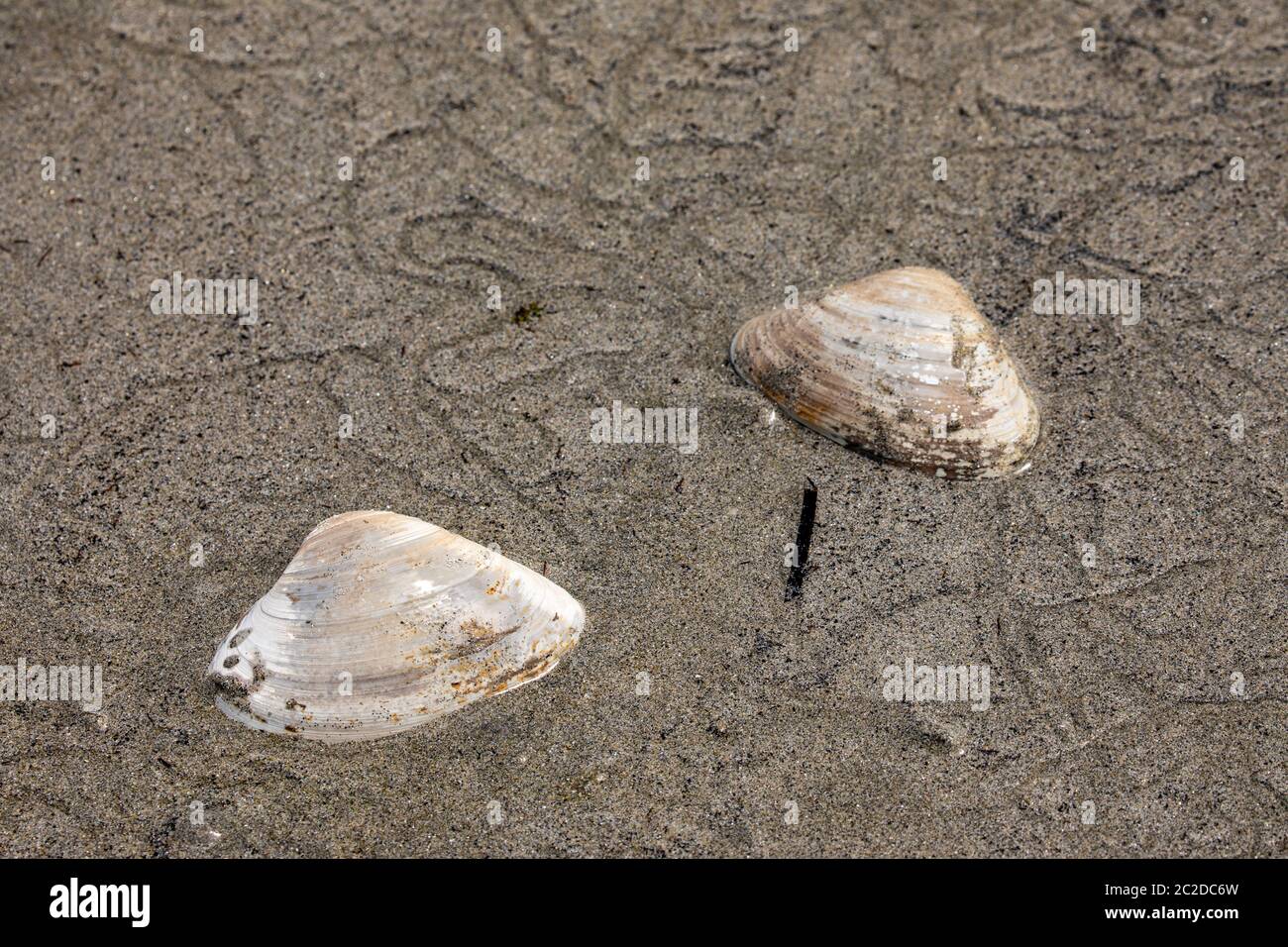 A Shell at a beach at low tide Stock Photo - Alamy