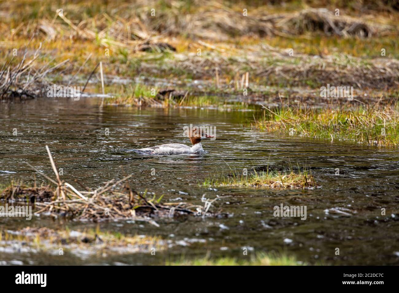 A Canada Waterfowl in a pond Stock Photo - Alamy