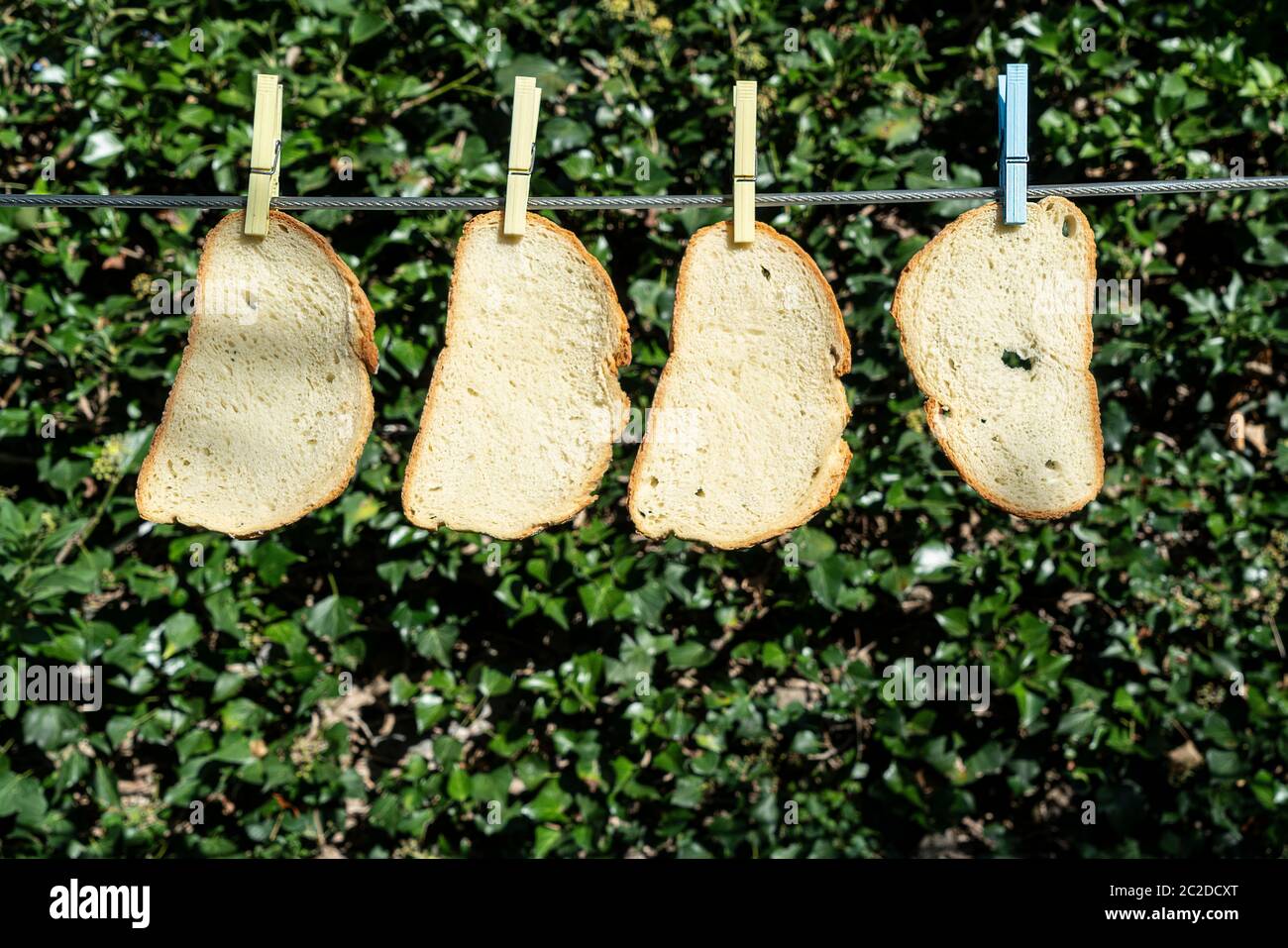 some slices of bread hanging on a wire in the open air Stock Photo - Alamy