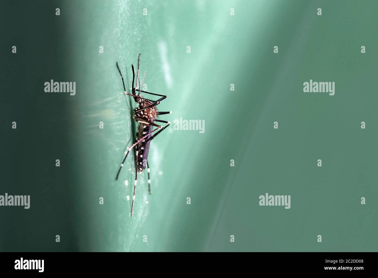 Close-up of a ring midge. Mosquito with stripes Stock Photo - Alamy