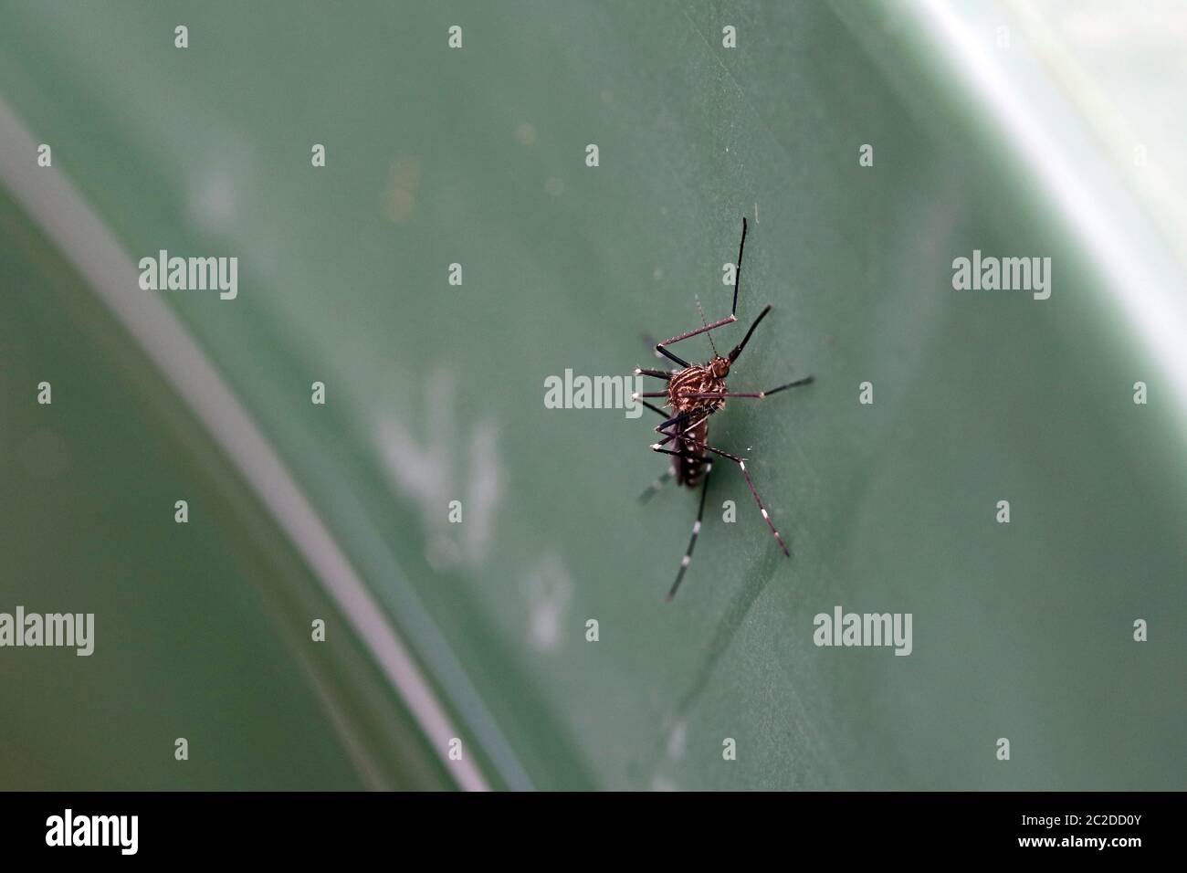 Tiger mosquito germany hi-res stock photography and images - Alamy