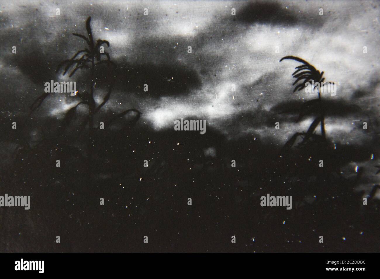 Fine 70s vintage black and white extreme photography of some wild ...