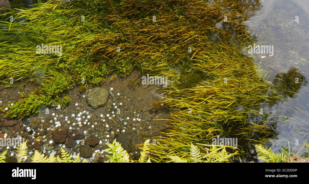 Water plant growing in the river Stock Photo - Alamy