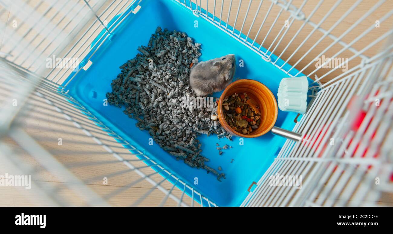 Top view of the hamster inside the cage Stock Photo - Alamy
