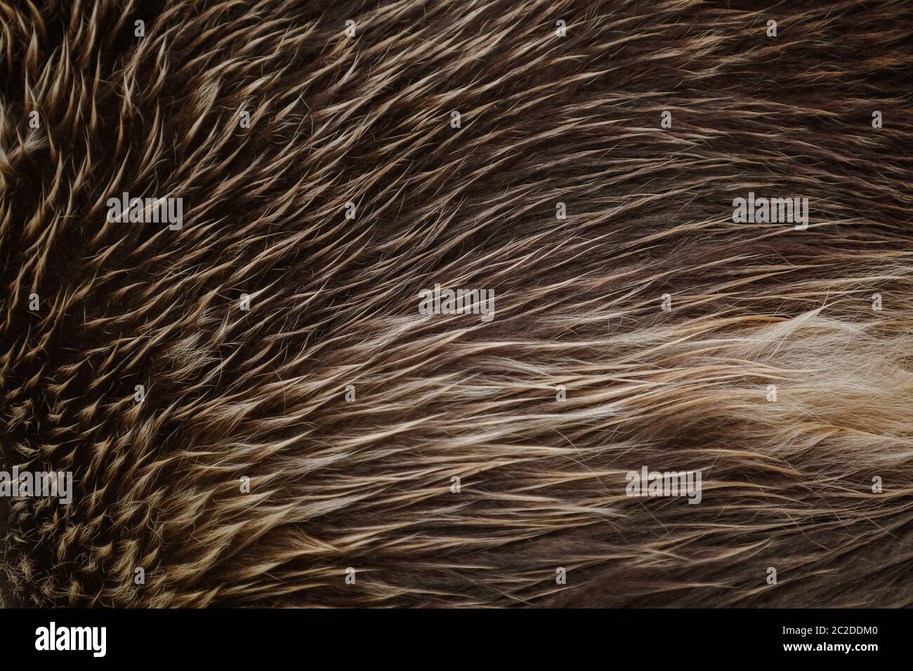 Bear Fur Background Stock Photo - Alamy