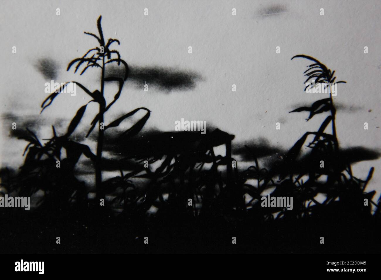 Fine 70s vintage black and white extreme photography of some wild ...