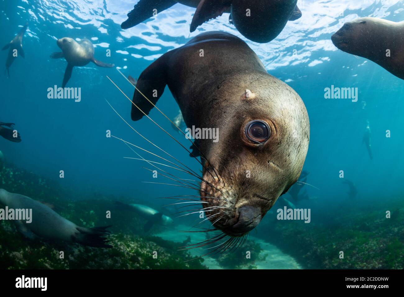 Female southern sea lions hi-res stock photography and images - Alamy
