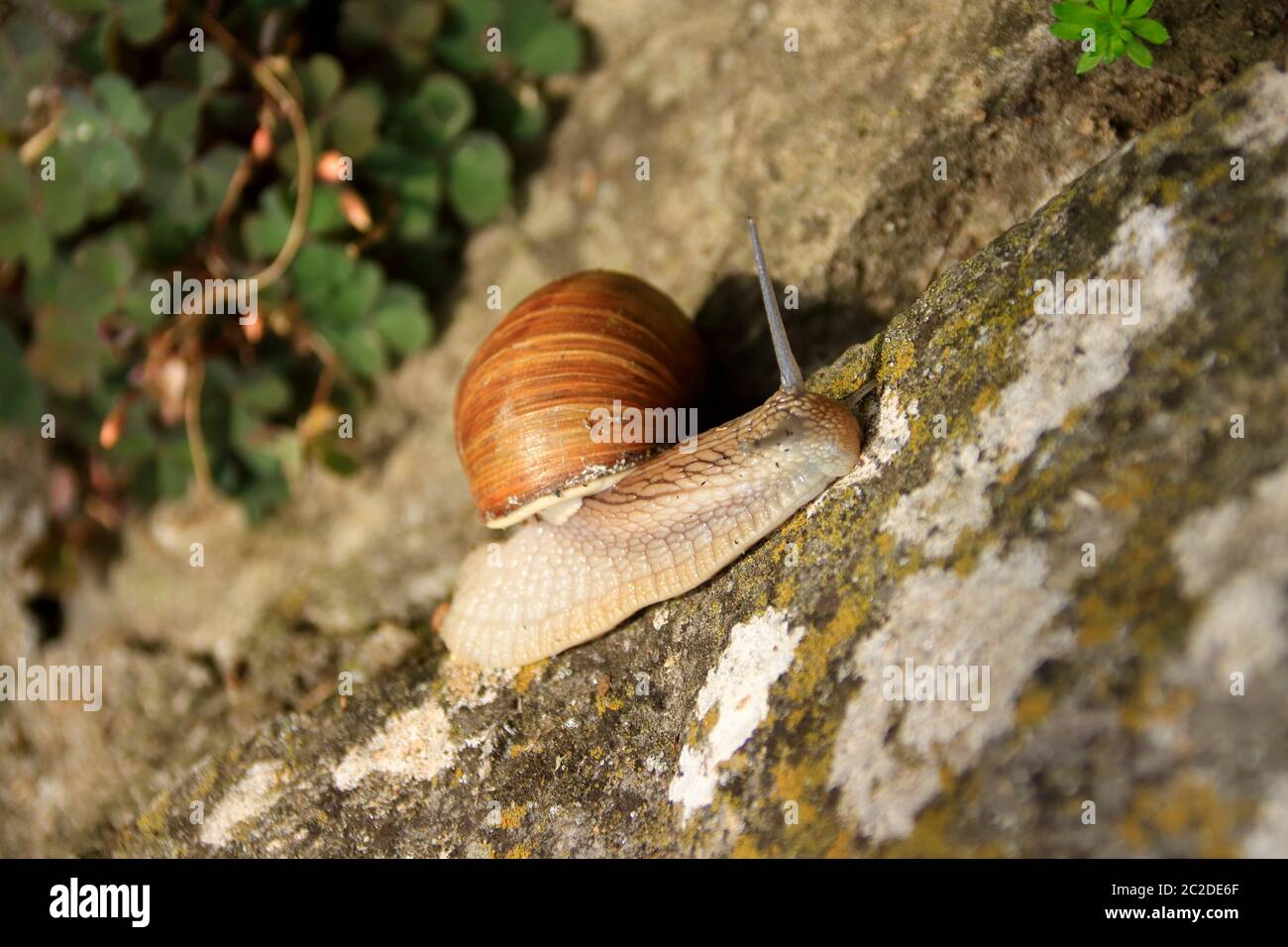 Stone snail hi-res stock photography and images - Alamy