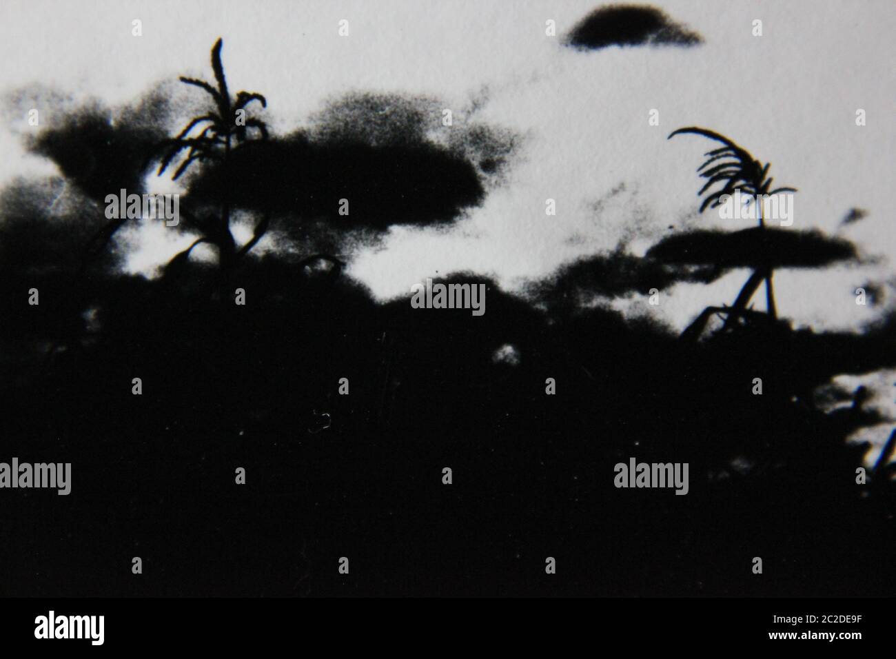 Fine 70s vintage black and white extreme photography of some wild ...