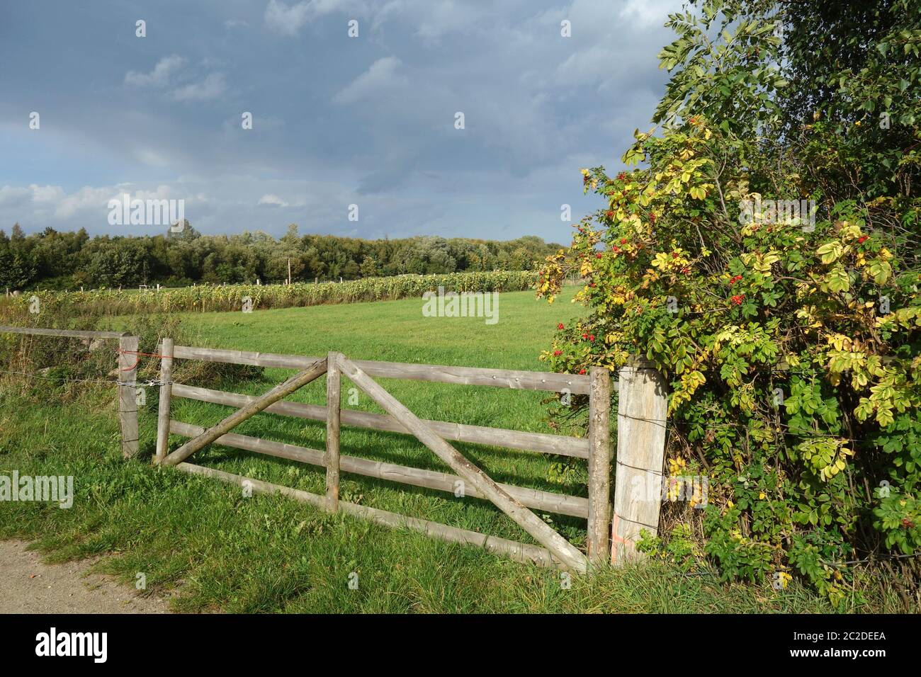 Cattle gate hi-res stock photography and images - Alamy