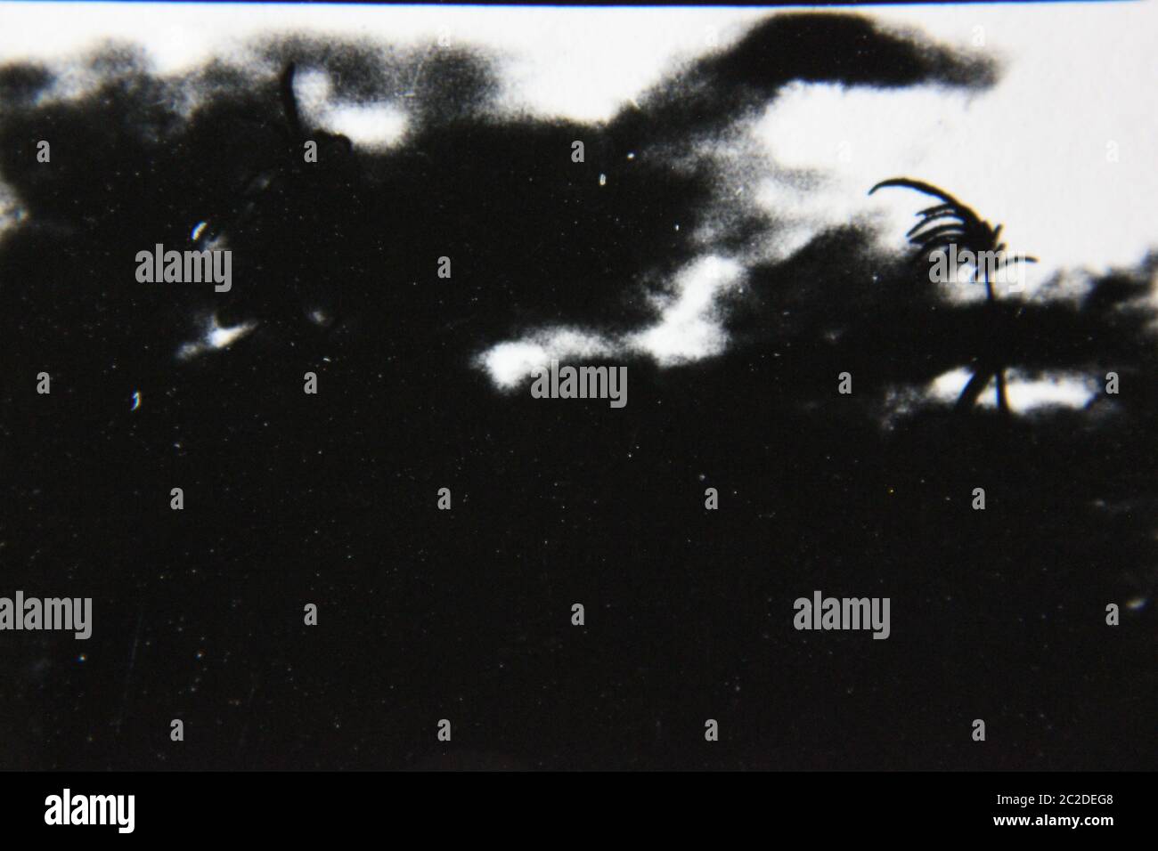 Fine 70s vintage black and white extreme photography of some wild ...