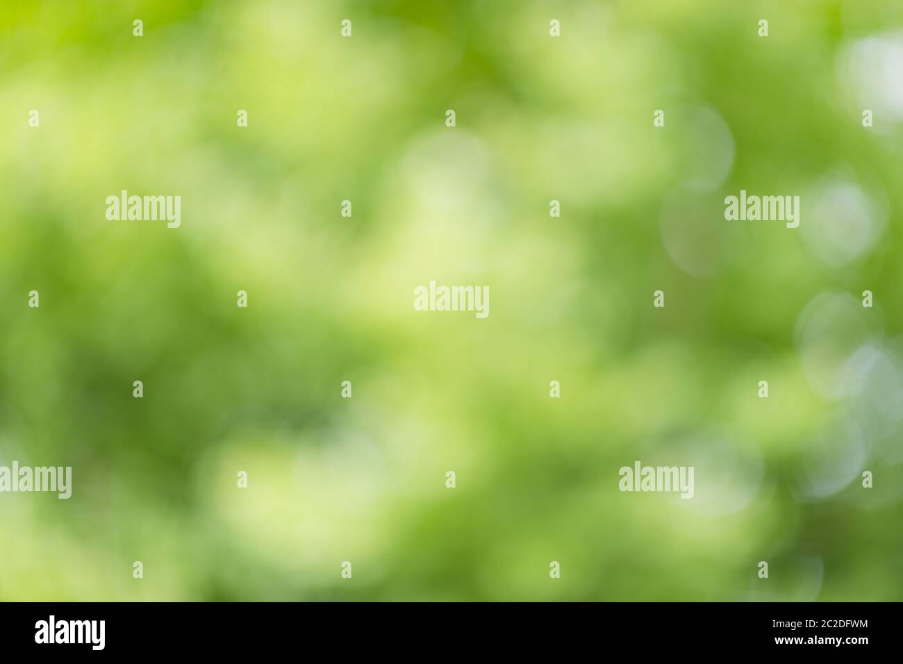 Blur of Green plant tree under raining Stock Photo - Alamy