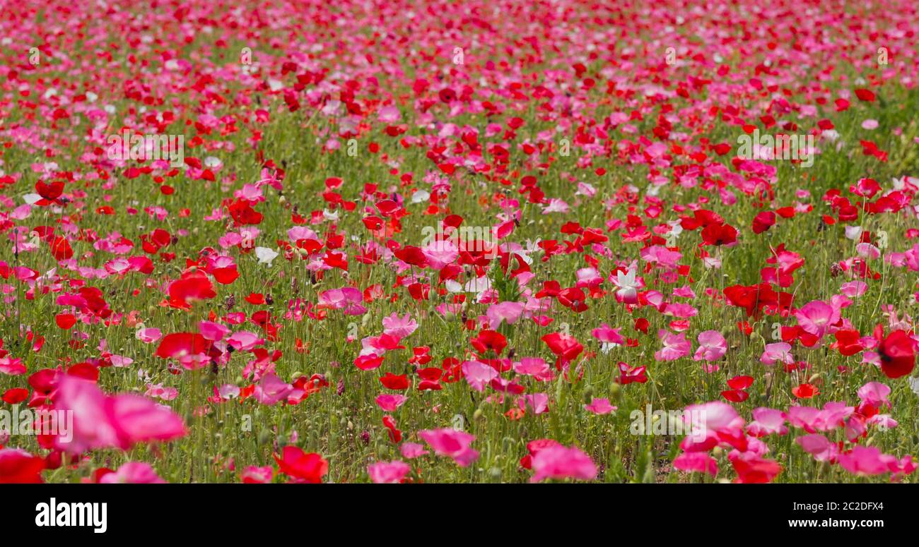 Pink poppy flower field garden Stock Photo - Alamy