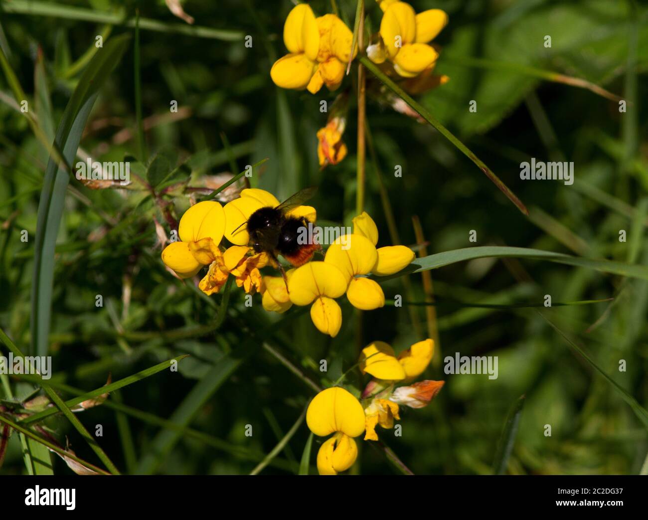 The Red-tailed Bumble Bee is a social species of hairy bees that make ...