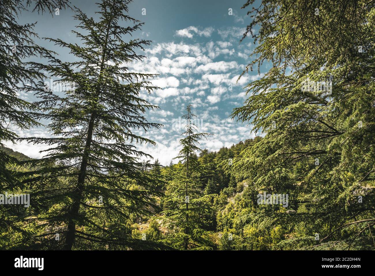 Amazing big cedar trees over beautiful cloudy sky background ...
