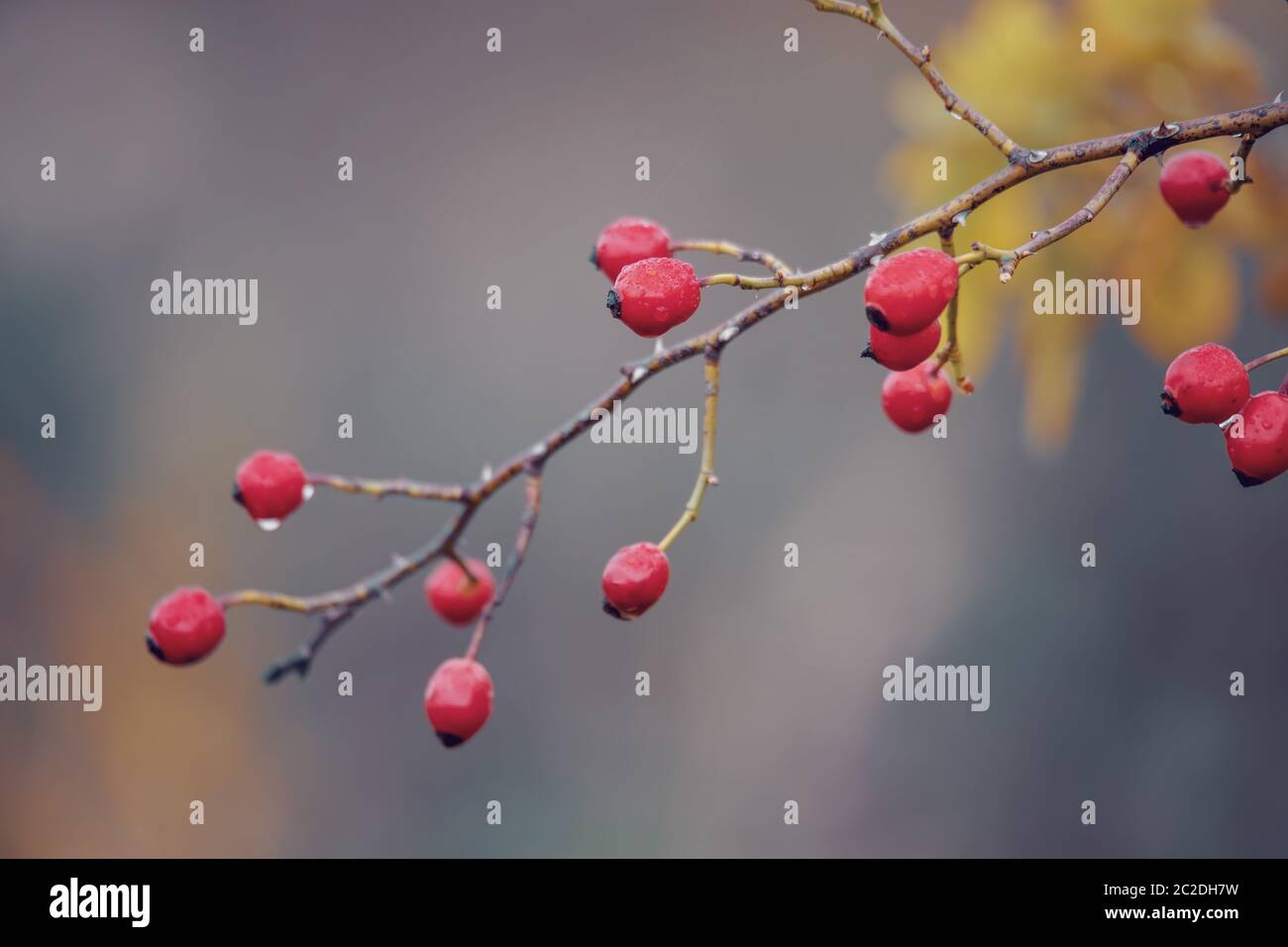 Briar, wild rose hip shrub in nature, autumn fall color tone Stock ...