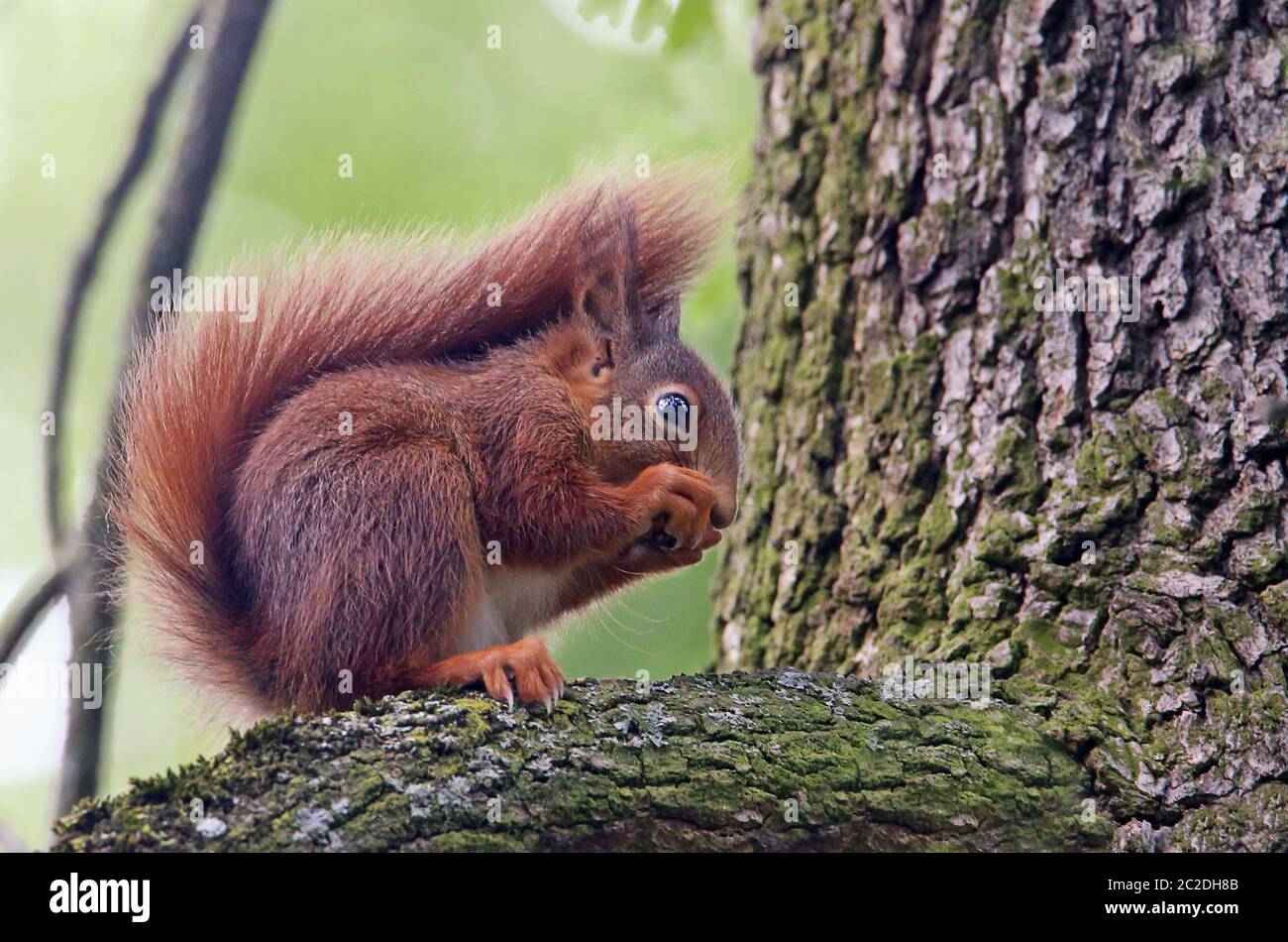 European red squirrel sciuridae hi-res stock photography and images - Alamy