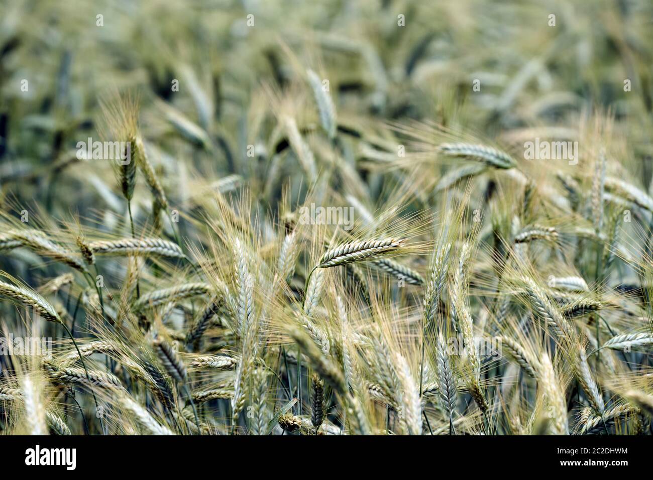 Sparse rural green field hi-res stock photography and images - Alamy