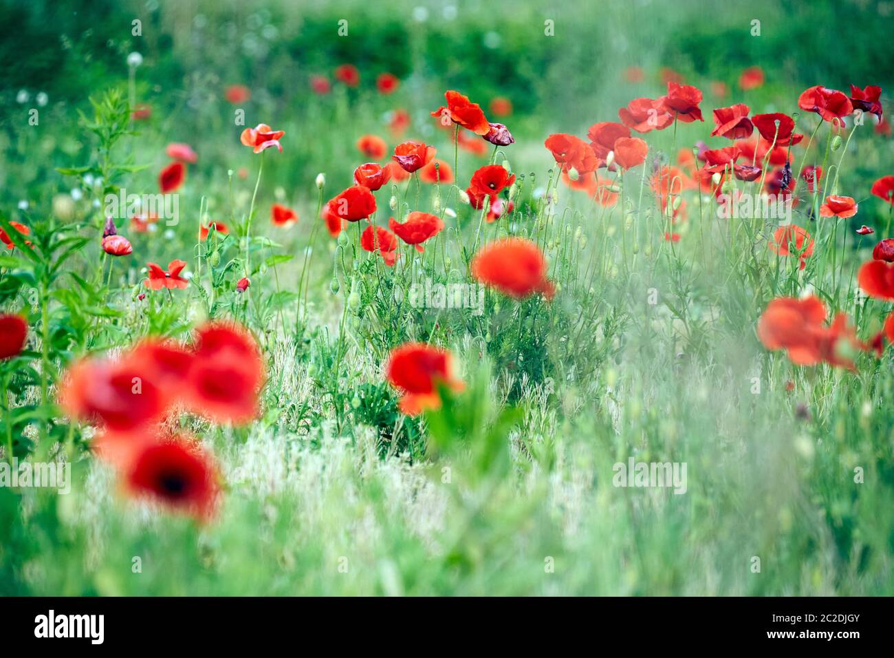 Red poppy in a field Stock Photo - Alamy