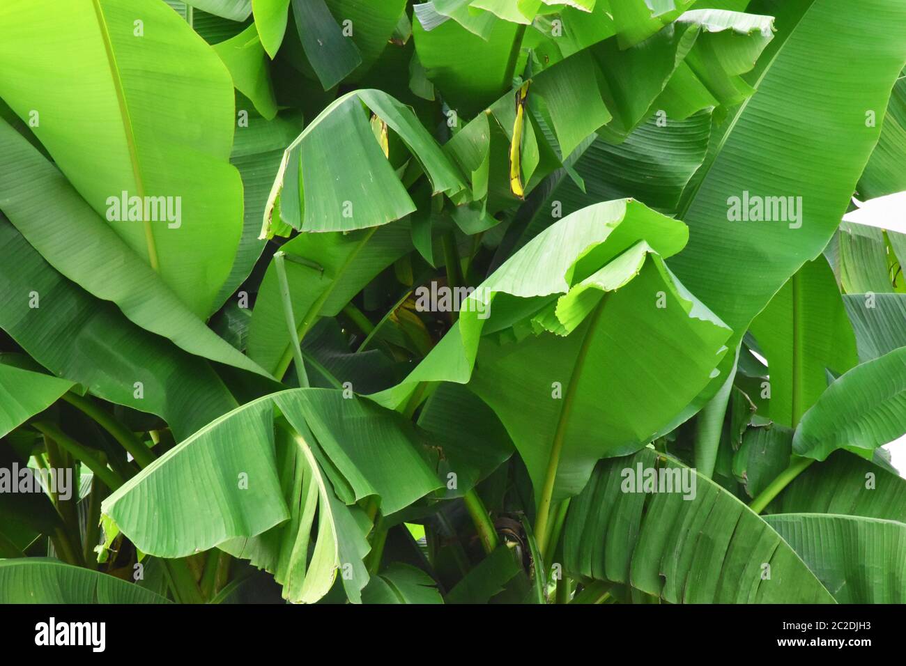 South african banana tree hi-res stock photography and images - Alamy