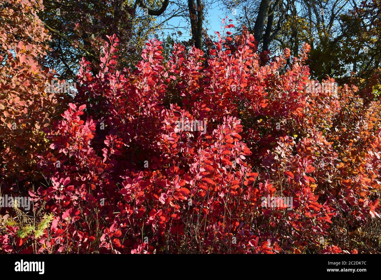 Autumn red color of leaves of cotinus coggygria. Paints of fall Stock ...