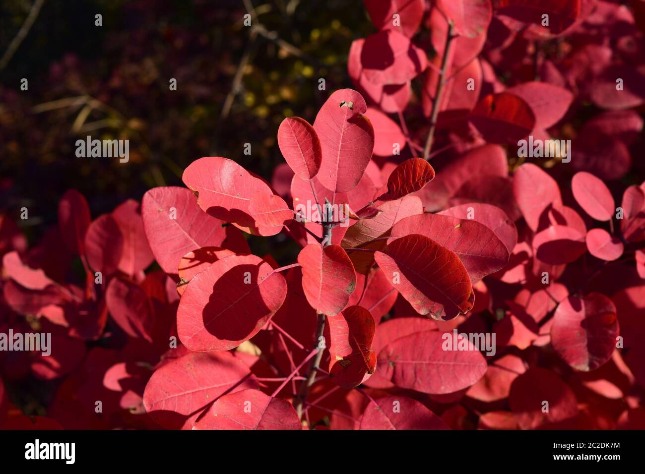 Autumn red color of leaves of cotinus coggygria. Paints of fall Stock ...