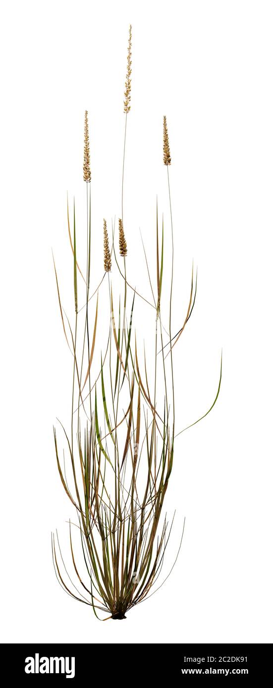 3D rendering of a patch of dry foxtail grass isolated on white ...